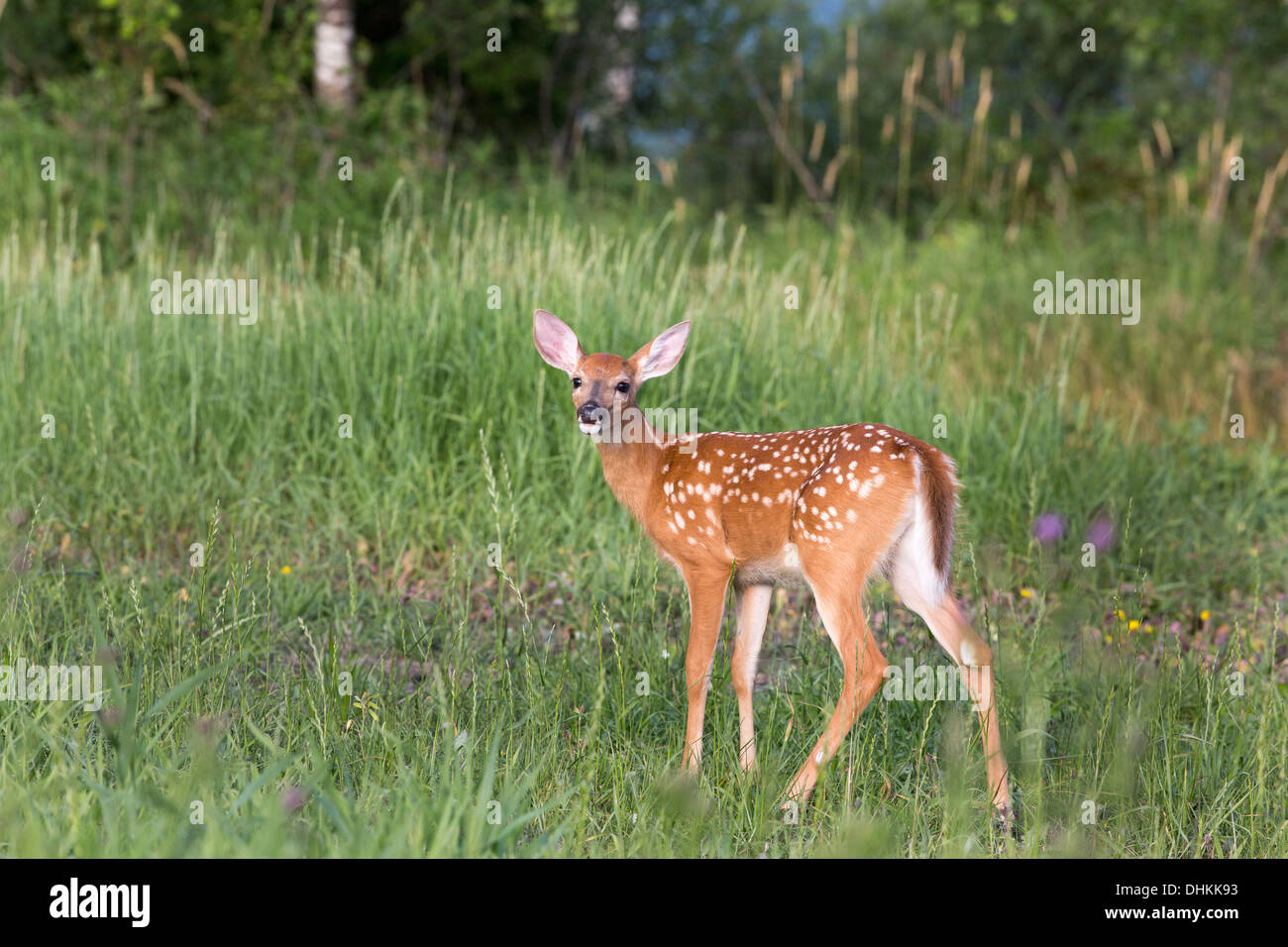 Fawn spots hi-res stock photography and images - Alamy