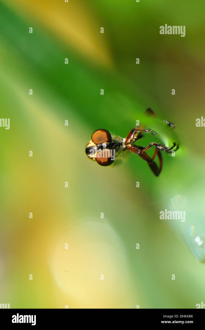 View Seeing Through Compound Eyes