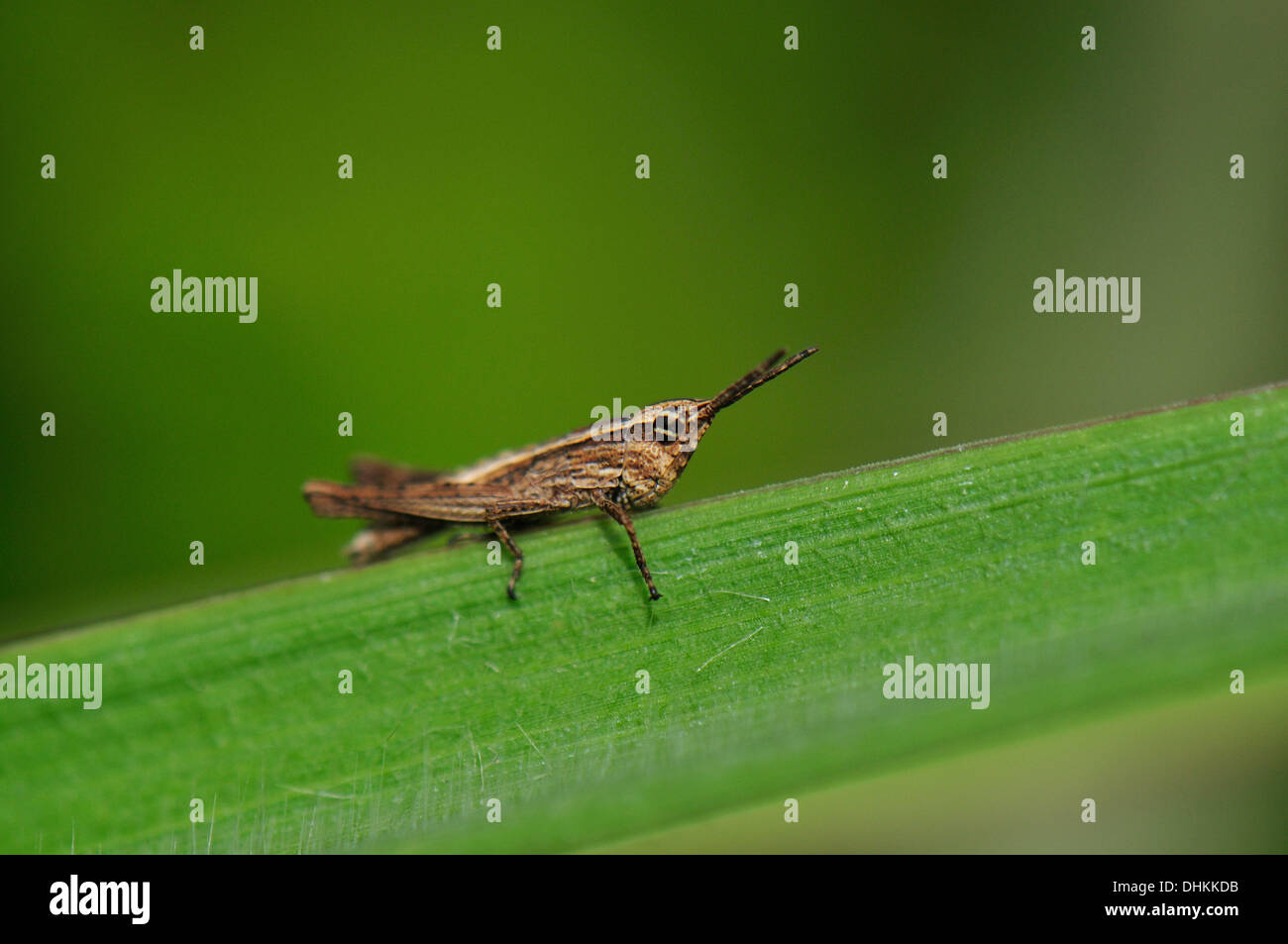 Banded pattern hi-res stock photography and images - Alamy