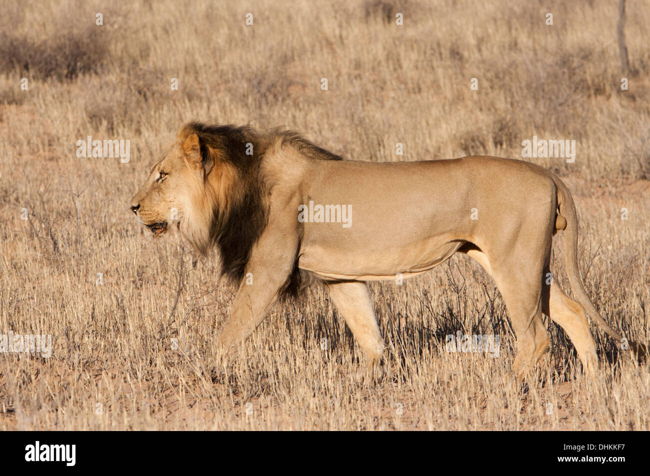 Black Maned Lion Kalahari