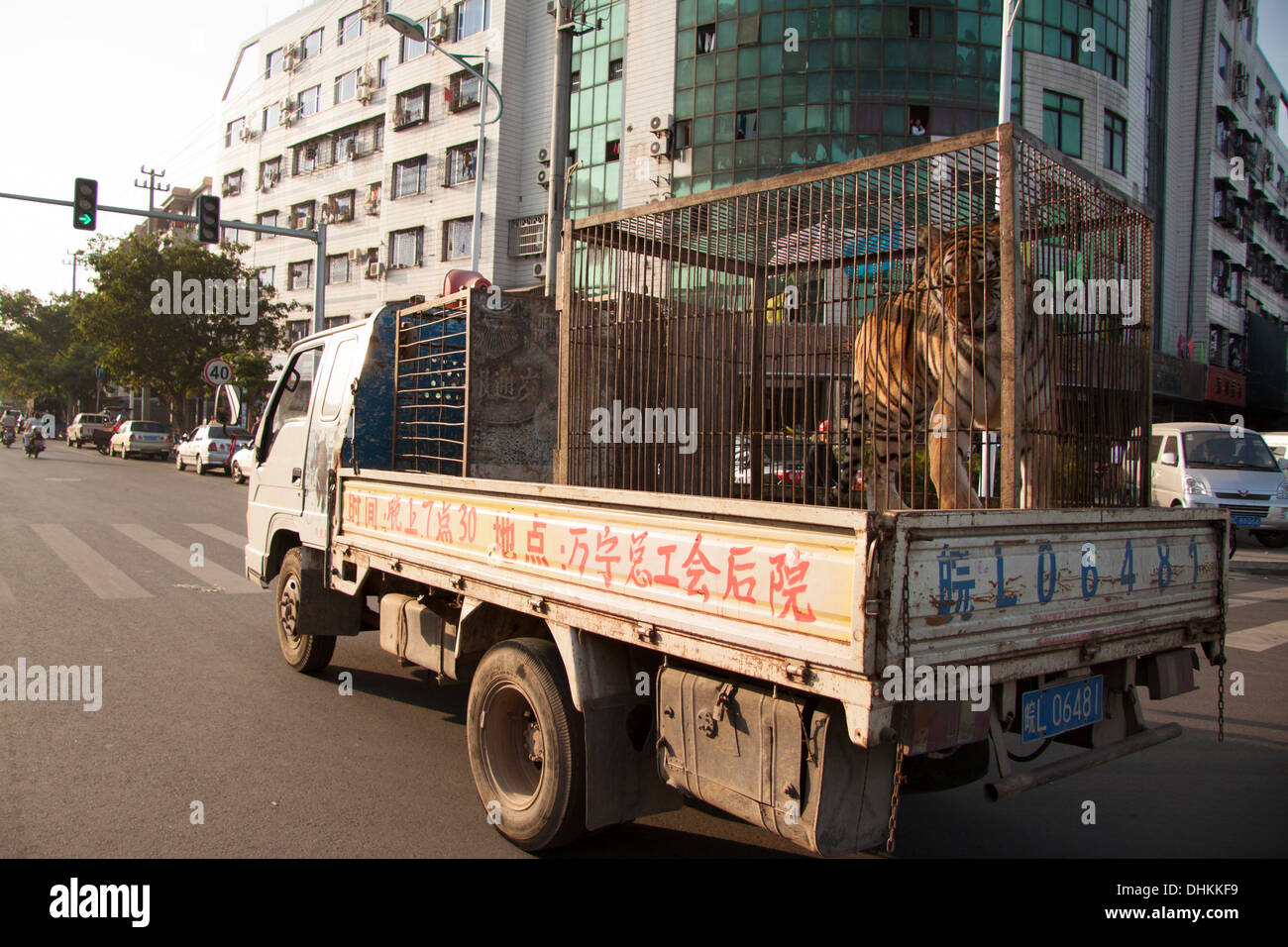 A tiger in a cage Stock Photo - Alamy
