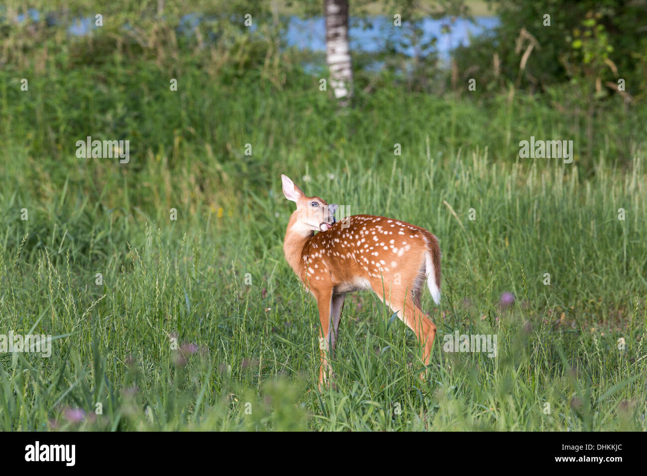 White-tailed fawn grooming Stock Photo - Alamy