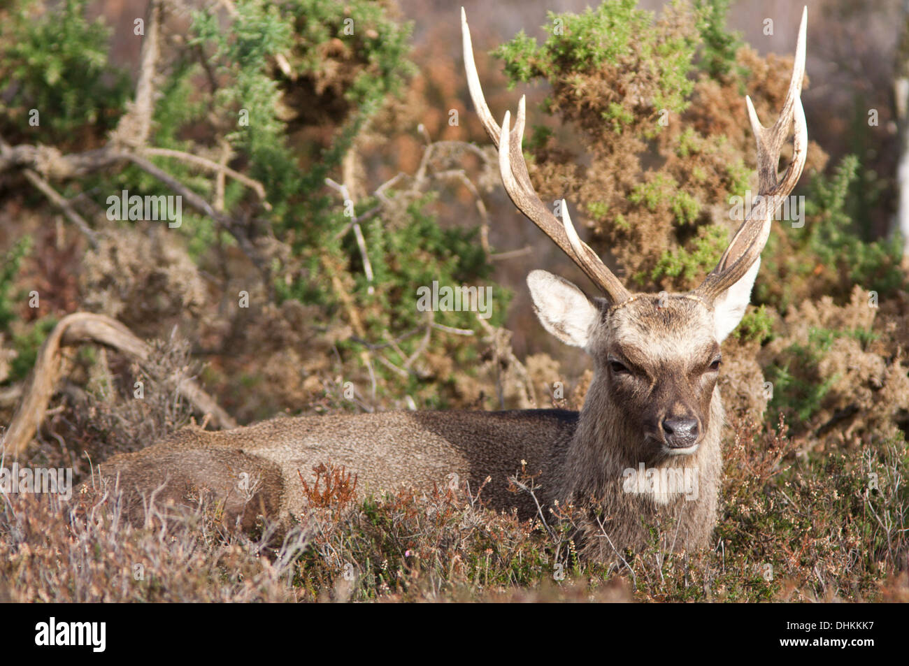 Sika deer stag at arne hi-res stock photography and images - Alamy