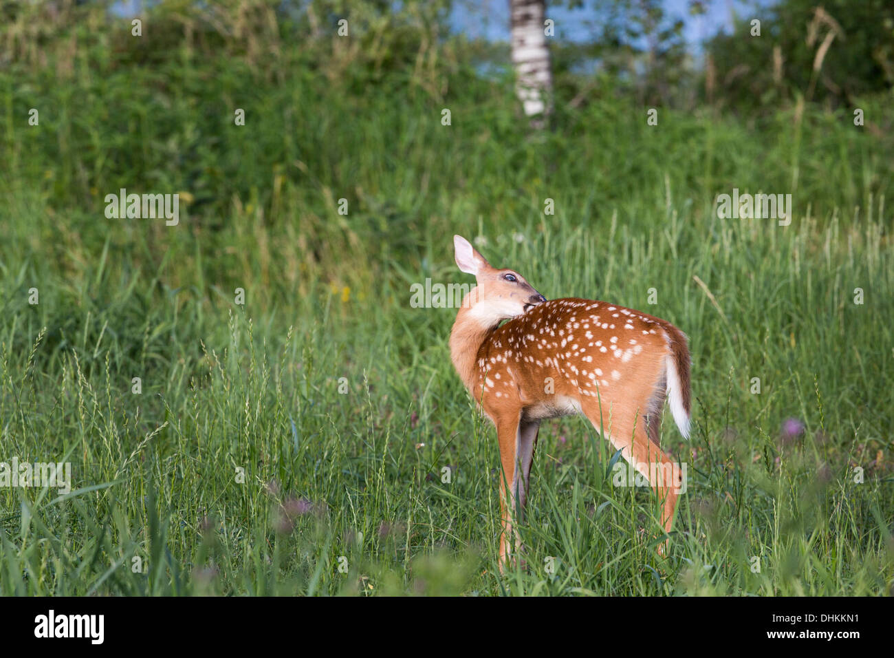 White-tailed fawn grooming Stock Photo - Alamy