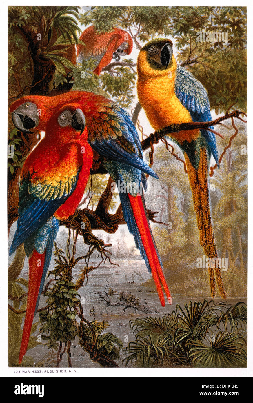 Chromolithograph tropical hi-res stock photography and images - Alamy