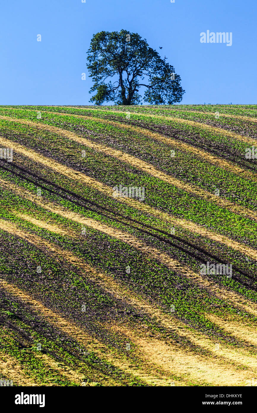 A simple image of undulating patterns created by young crops and ...