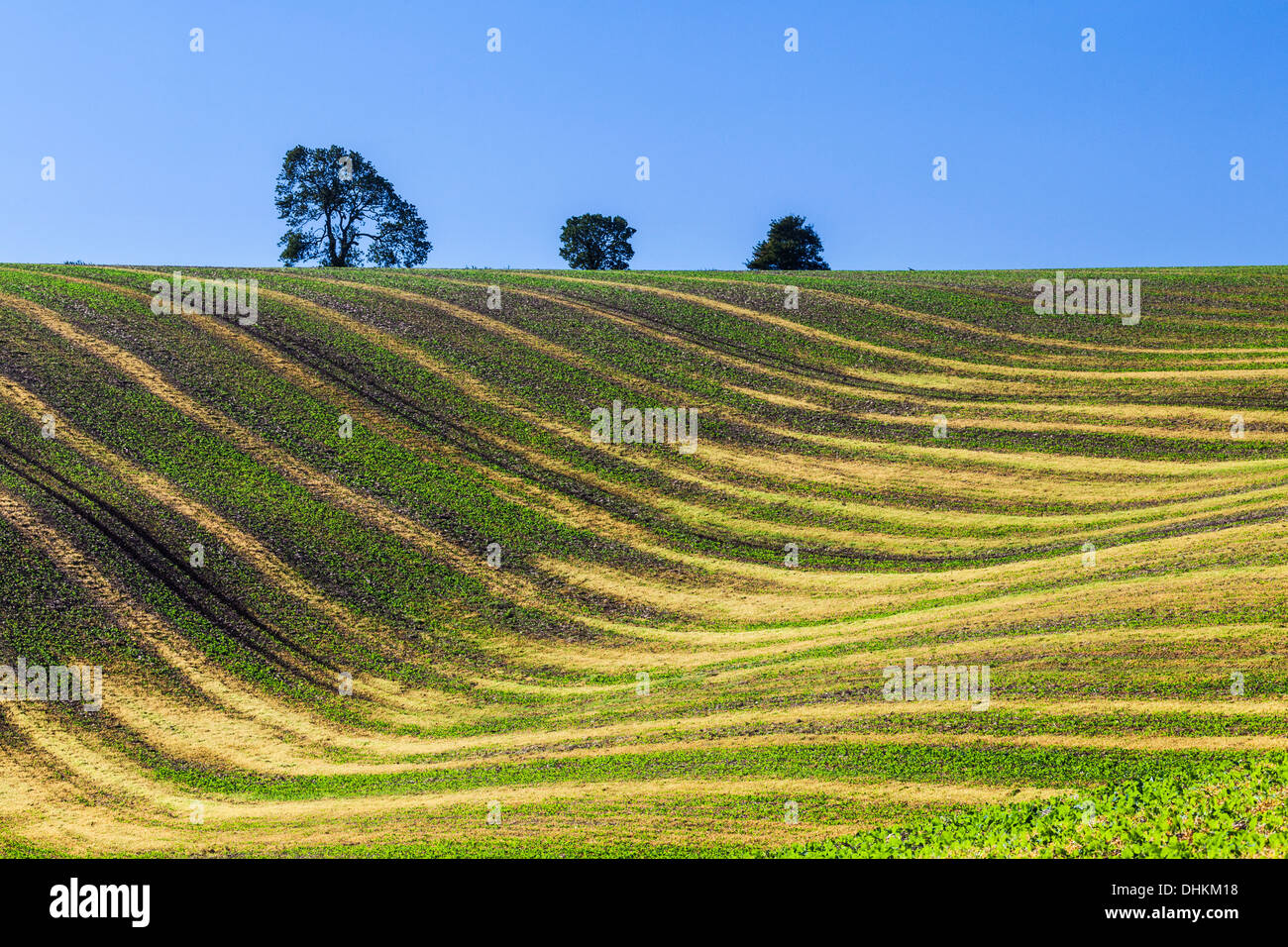 Furrows green hi-res stock photography and images - Alamy