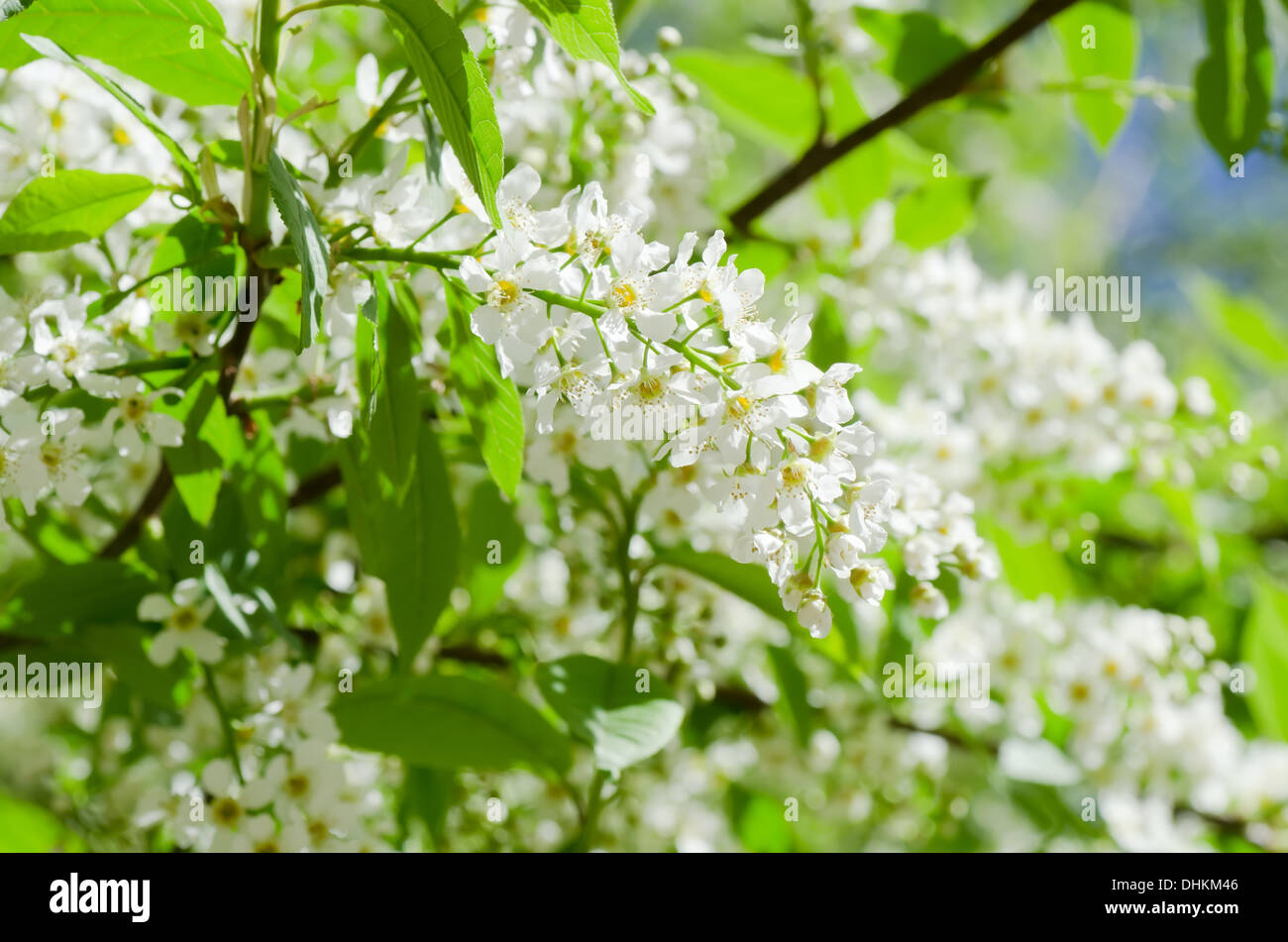 Blossoming bird cherry in the spring Stock Photo - Alamy