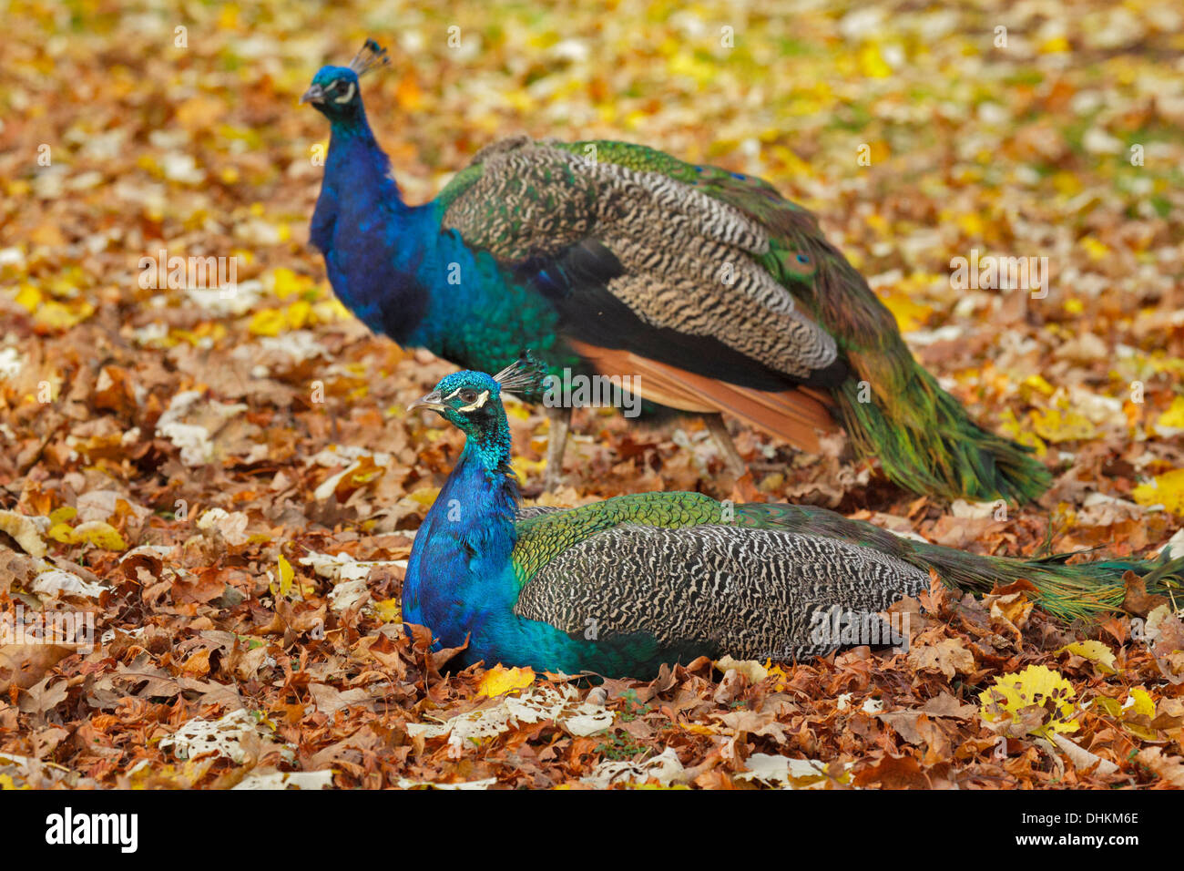 Male Indian Peacocks resting among autumn leaves-Victoria, British ...
