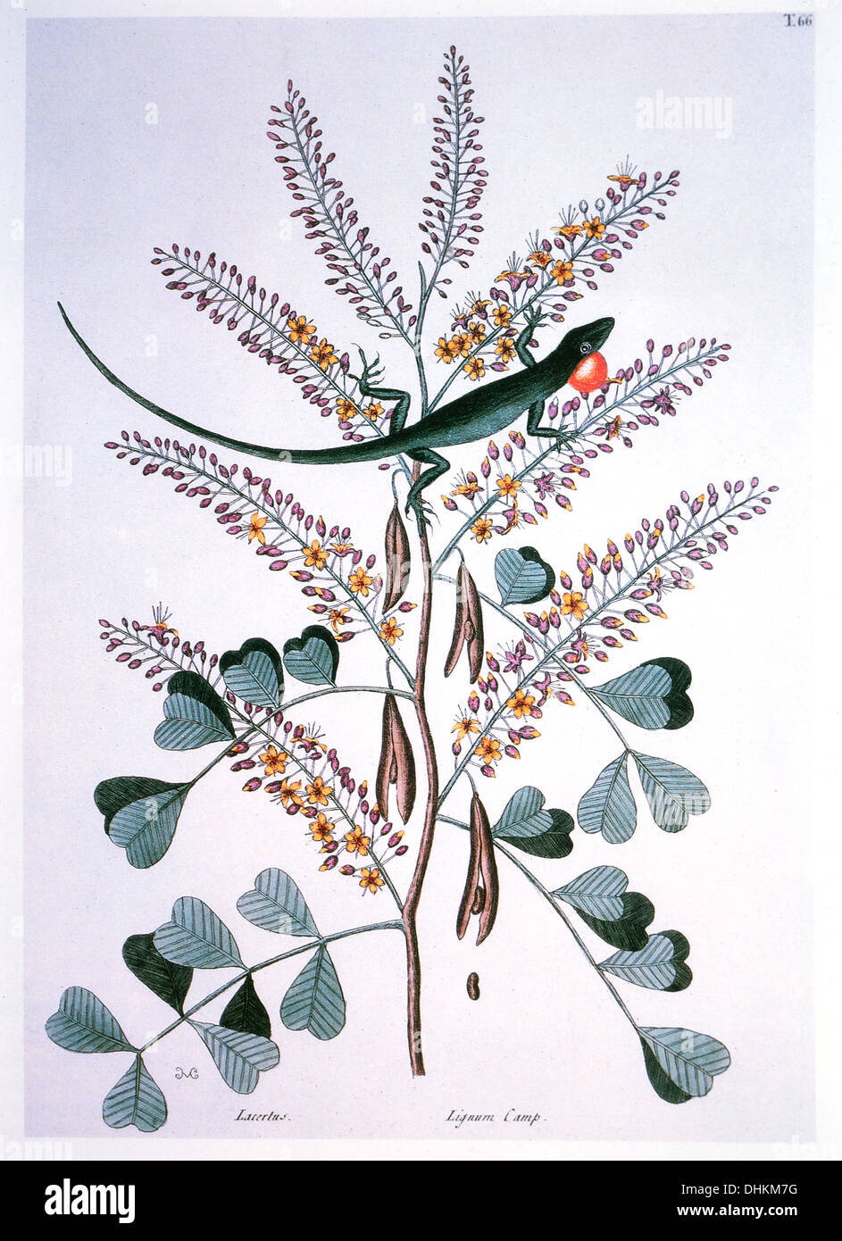 Logwood tree hi-res stock photography and images - Alamy