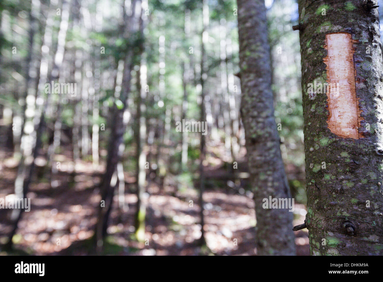 Trail marker / blaze carved into softwood tree Stock Photo - Alamy