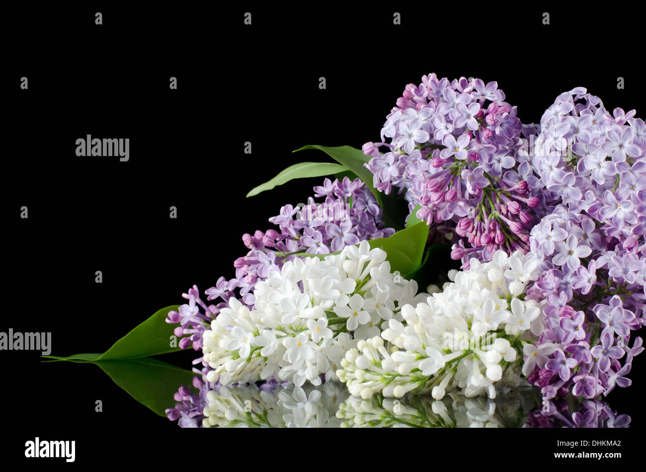 Lilac, black background hi-res stock photography and images - Alamy