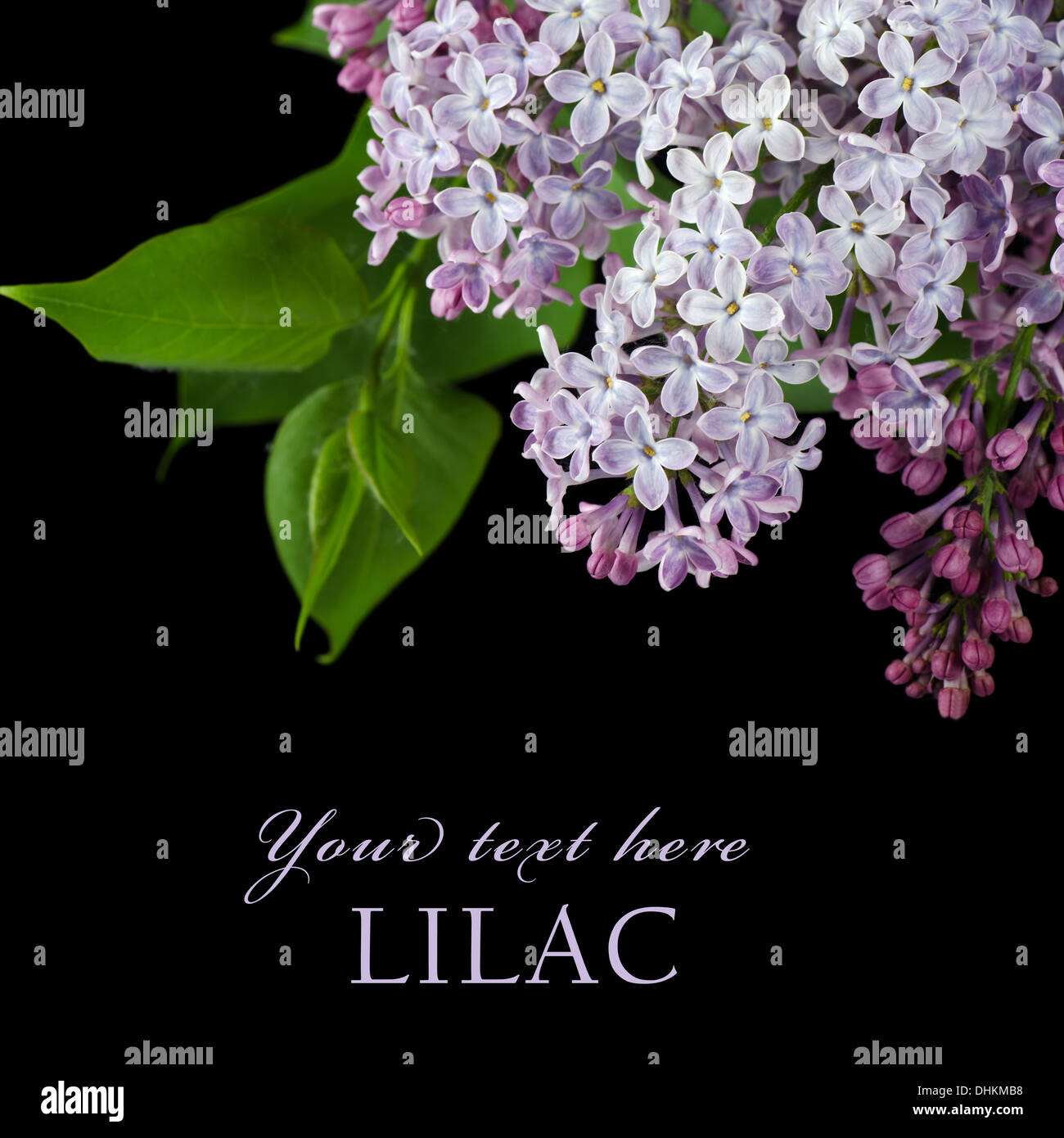 The beautiful lilac on black background Stock Photo - Alamy