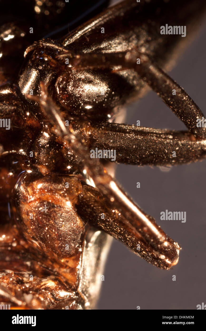 Gold Bug High Resolution Stock Photography and Images - Alamy