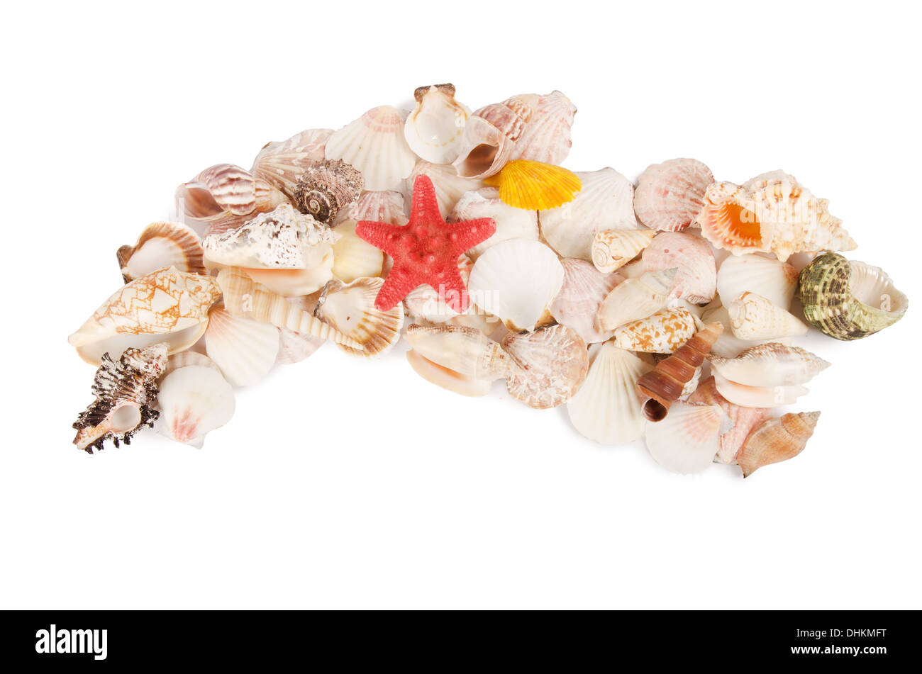 Sea shell isolated on a white background Stock Photo - Alamy