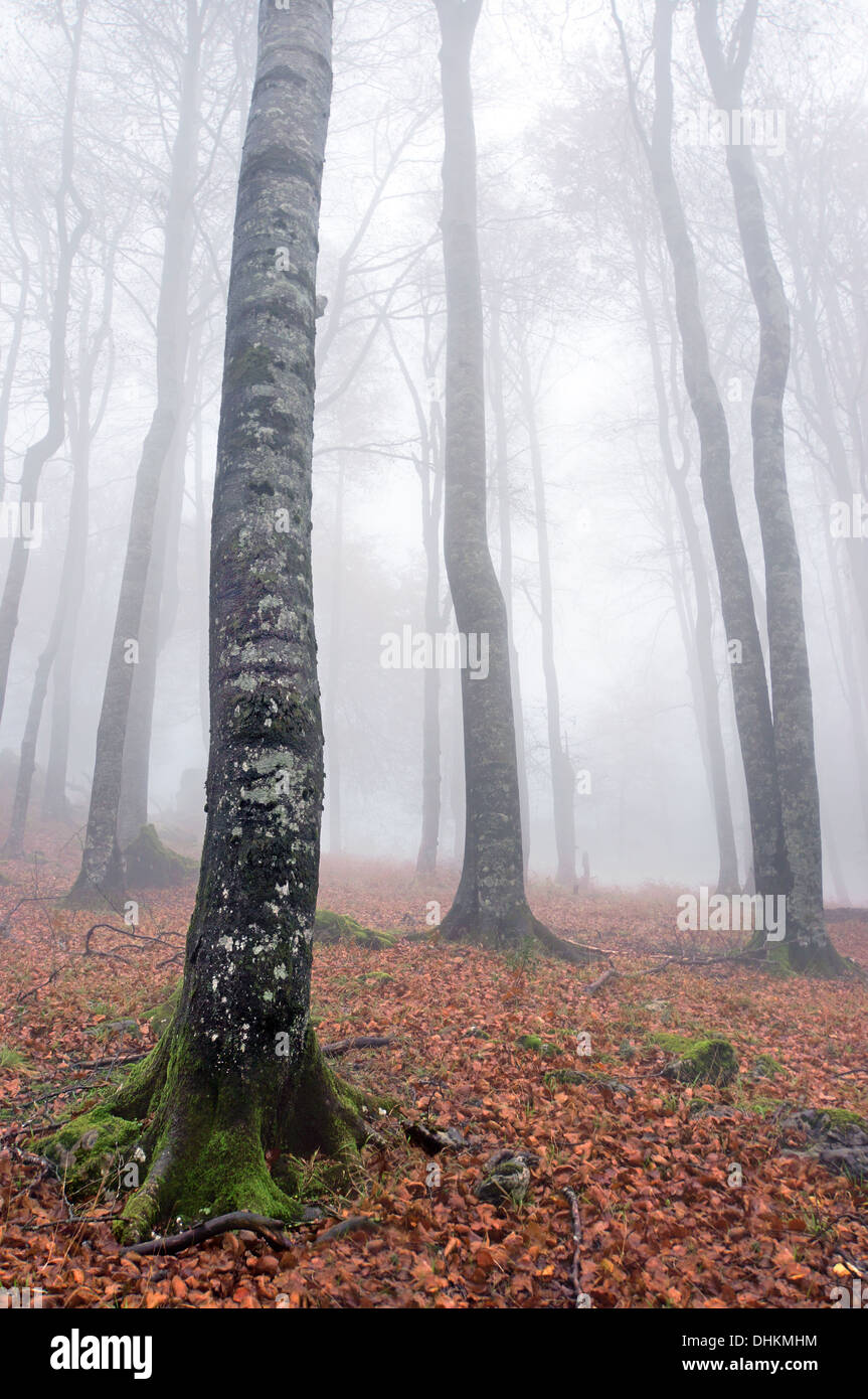 Long trunks hi-res stock photography and images - Alamy