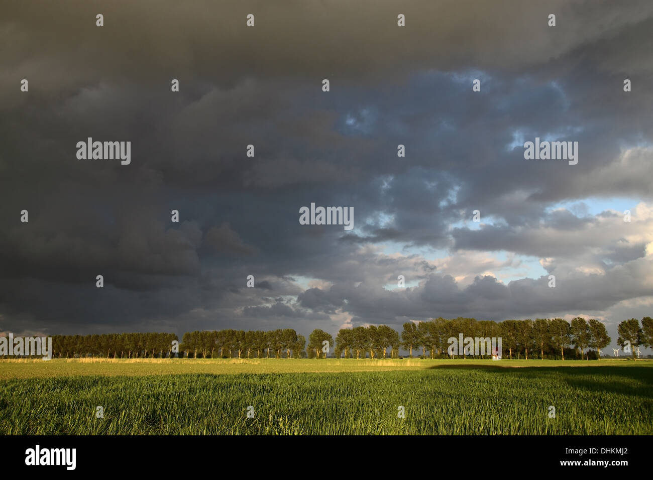 Trees in storm Stock Photo - Alamy