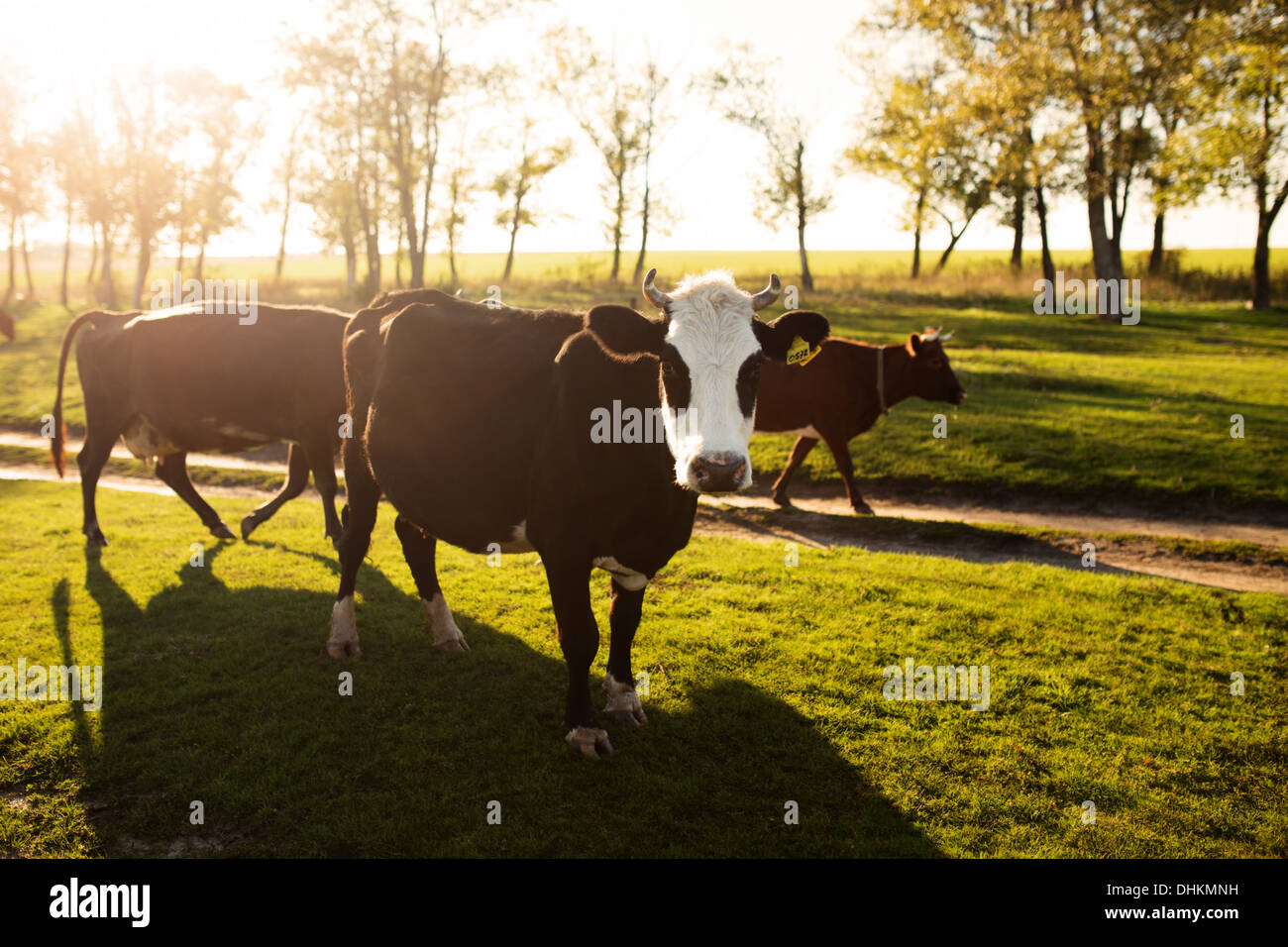 Summer beast hi-res stock photography and images - Alamy
