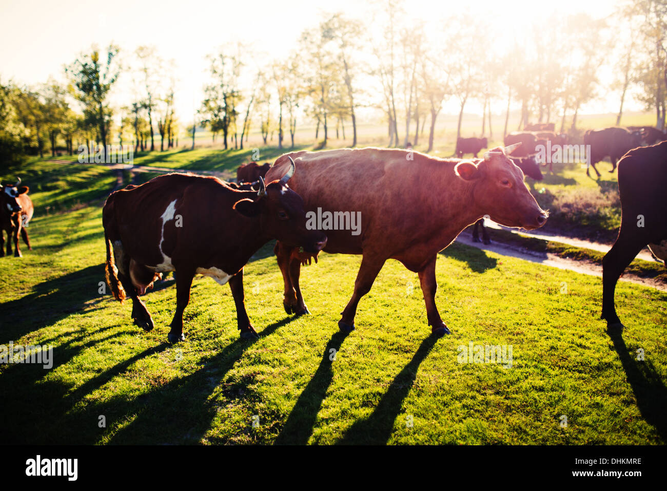 Summer beast hi-res stock photography and images - Alamy