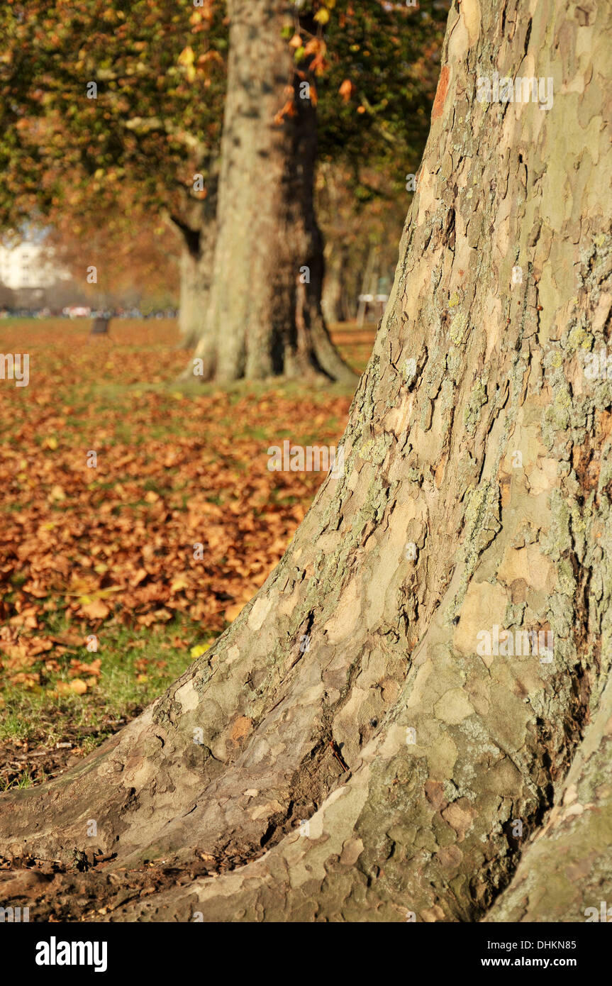 Tree trunks surrounded by fallen autumn leaves Stock Photo - Alamy