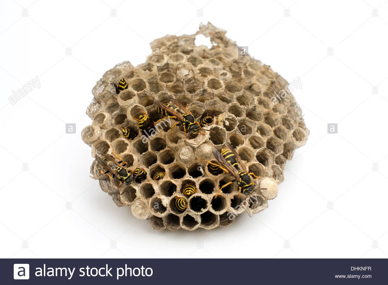 European Wasp Nest High Resolution Stock Photography and Images - Alamy