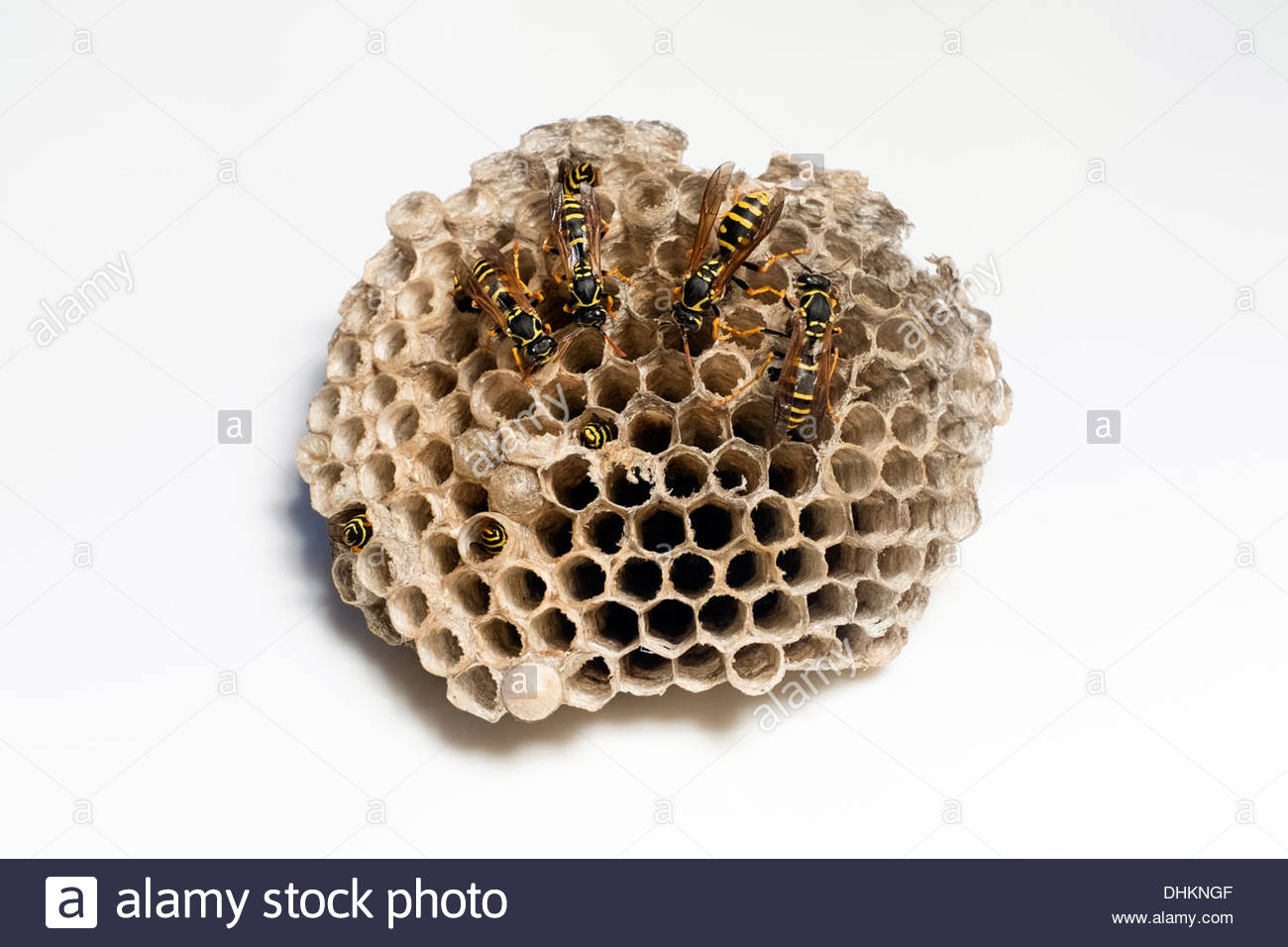 Paper Wasp Nest Stock Photos & Paper Wasp Nest Stock Images - Alamy