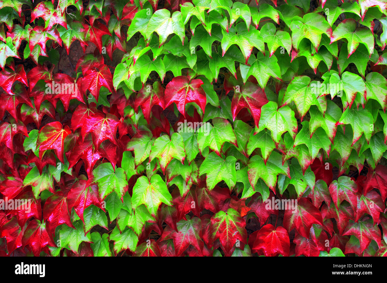 Red ivy plant leaves in hi-res stock photography and images - Alamy