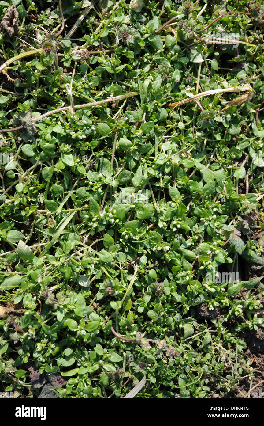 Chickenword hi-res stock photography and images - Alamy