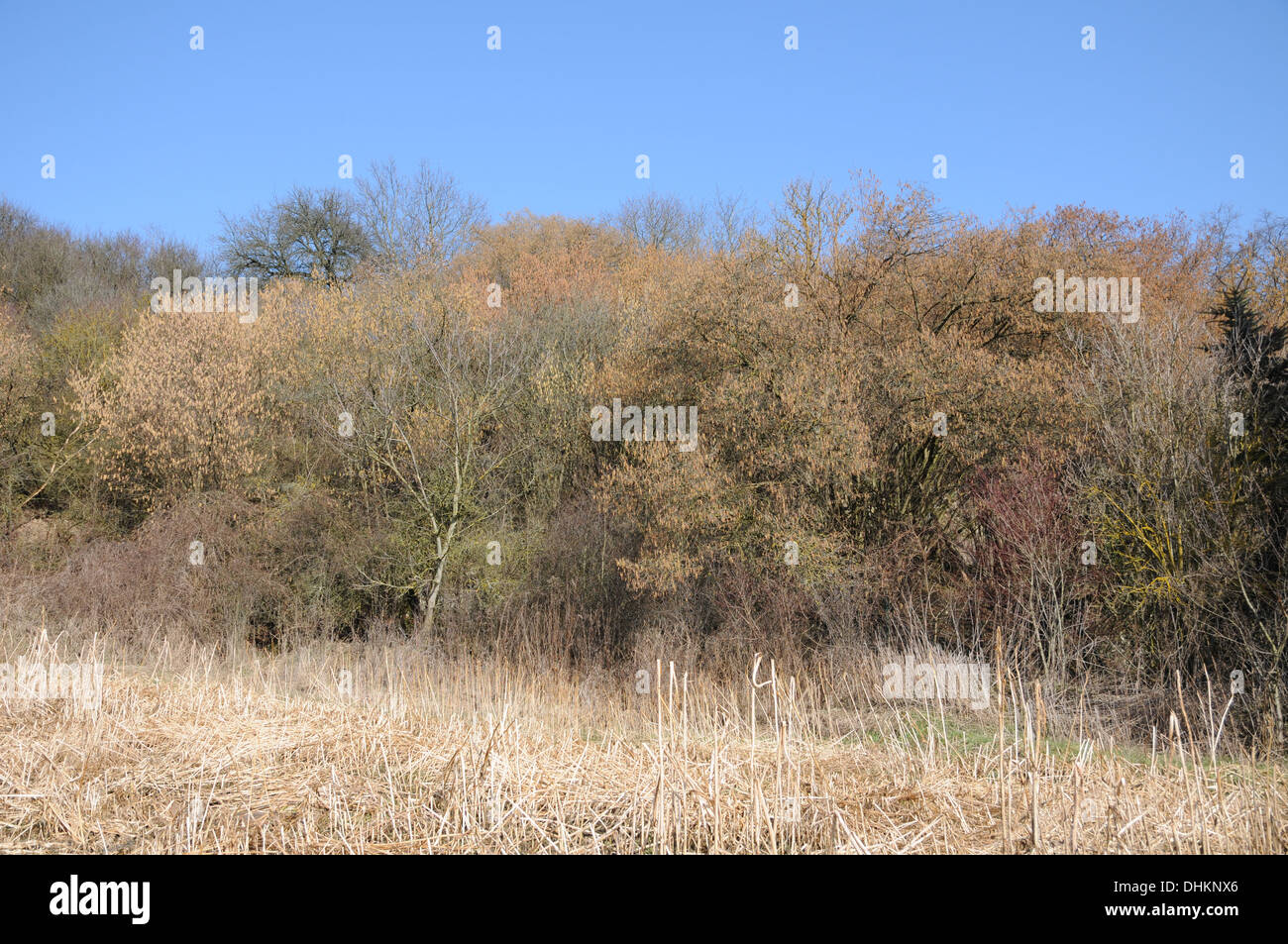 Hazel shrubs hi-res stock photography and images - Alamy