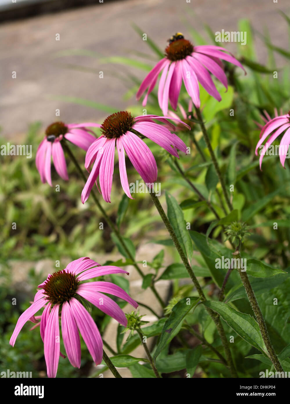 Coneflower (Echinacea purpurea Stock Photo - Alamy