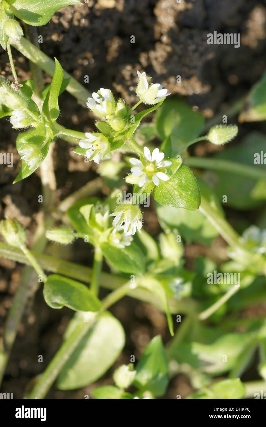 Chickenword hi-res stock photography and images - Alamy