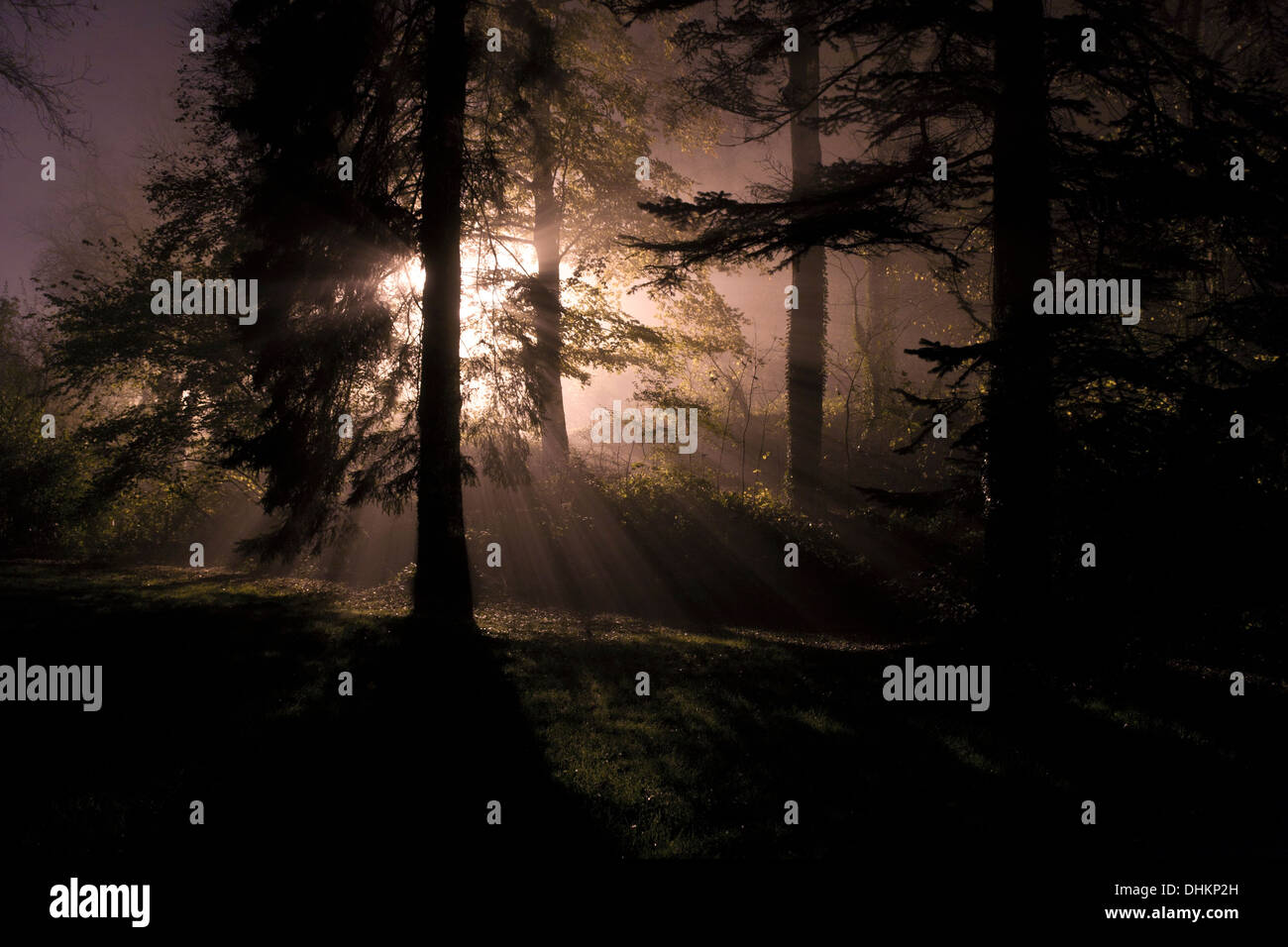 mysterious light in the forest Stock Photo - Alamy