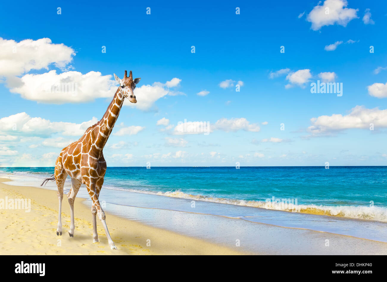giraffe runs on sand at seacoast Stock Photo - Alamy