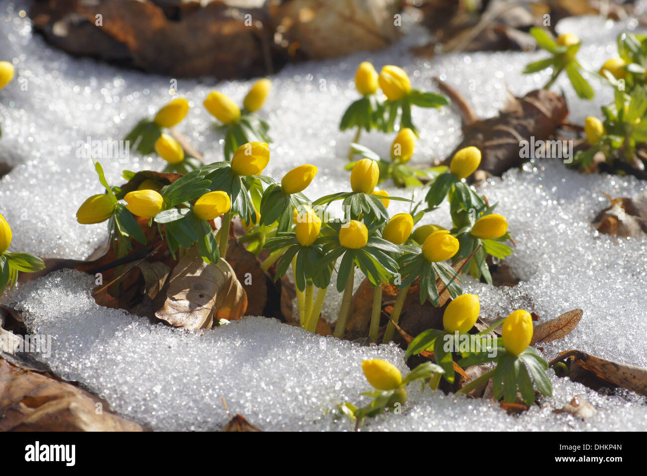 Winter aconites bulb hi-res stock photography and images - Alamy
