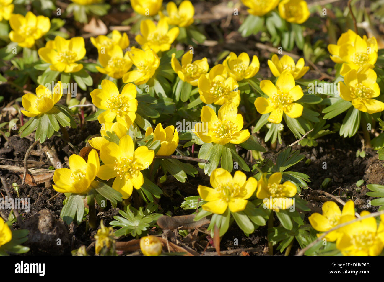 Winter aconites bulb hi-res stock photography and images - Alamy