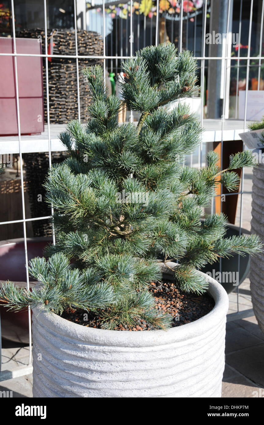 Japanese white pine pinus parviflora glauca hi-res stock photography ...