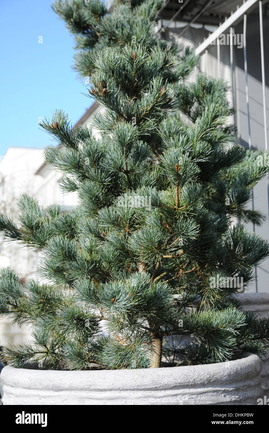 Five needle pine hi-res stock photography and images - Alamy