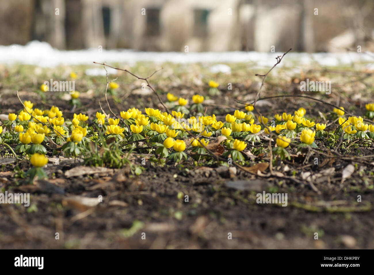 Winter aconites bulb hi-res stock photography and images - Alamy
