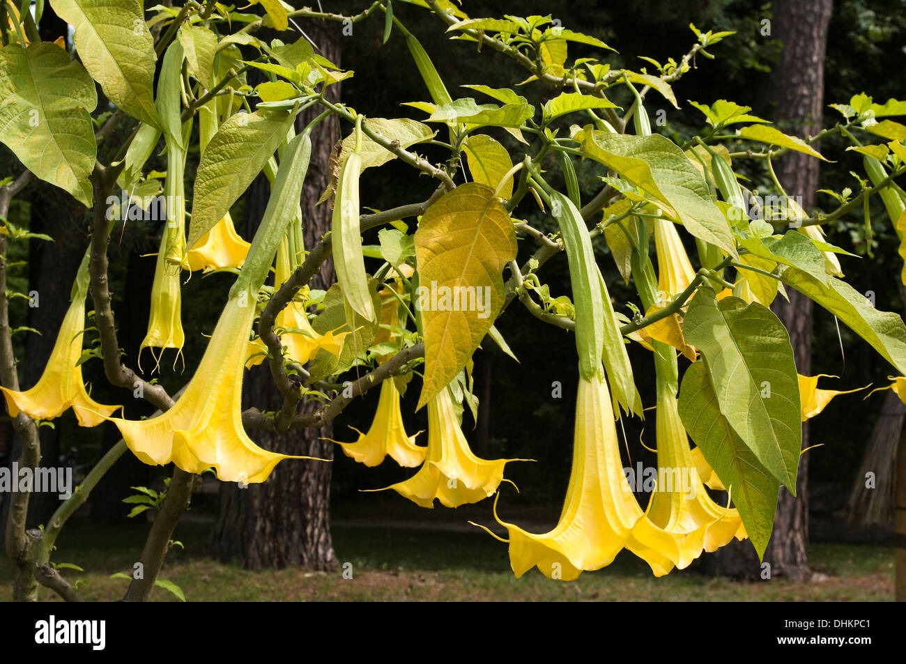 Angels trumpet plant hi-res stock photography and images - Alamy