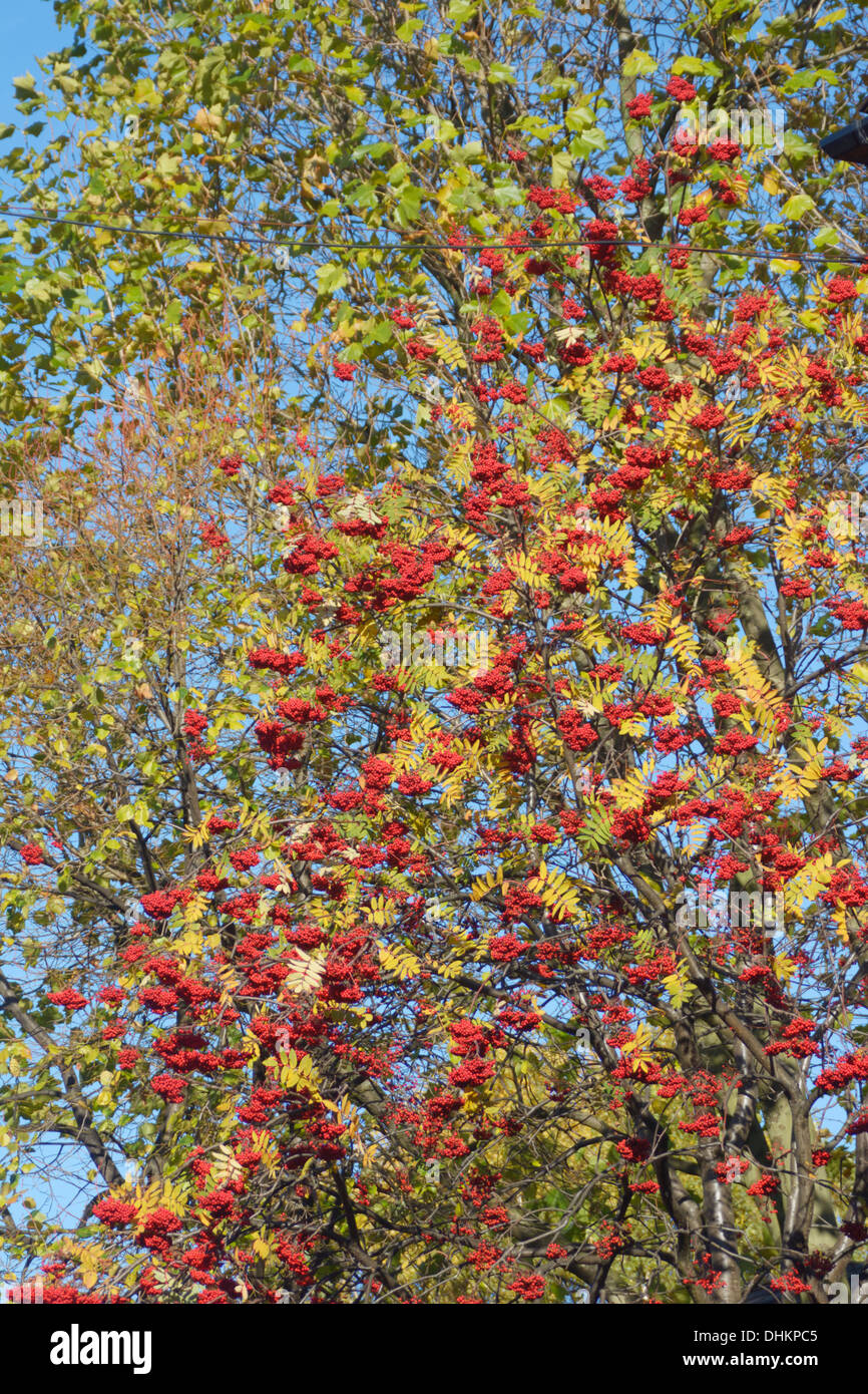Rowan tree with berries Stock Photo - Alamy