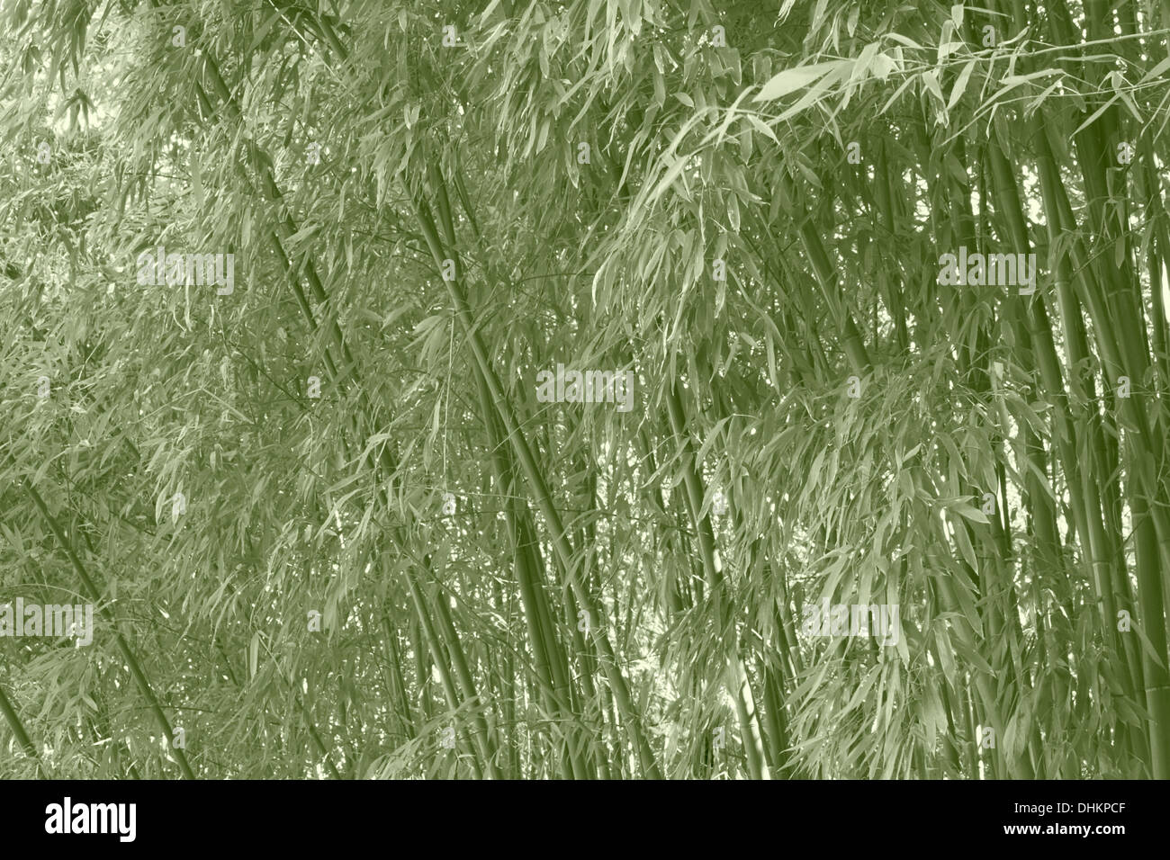 Jungle green hi-res stock photography and images - Alamy