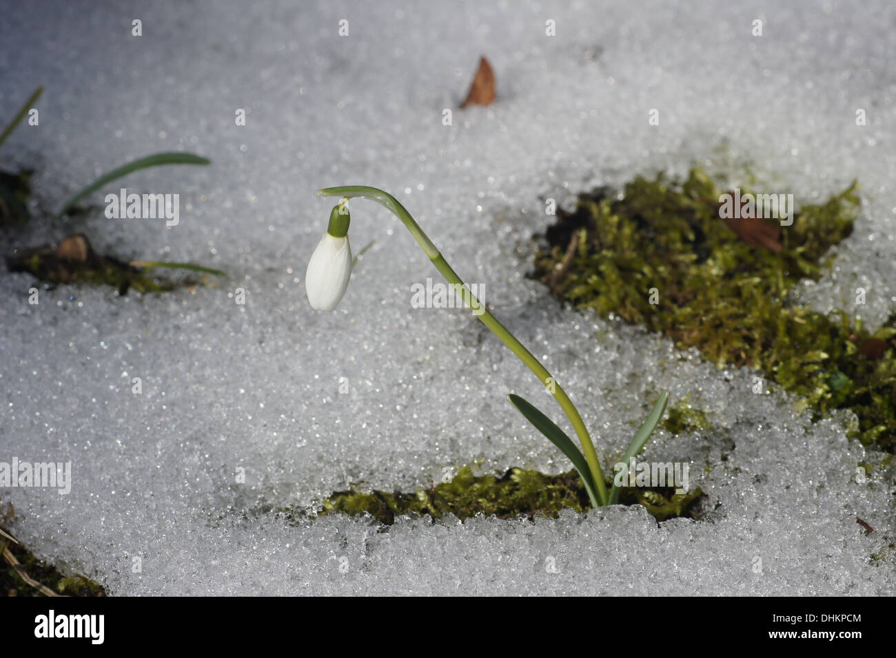 Snow drop snow hi-res stock photography and images - Alamy