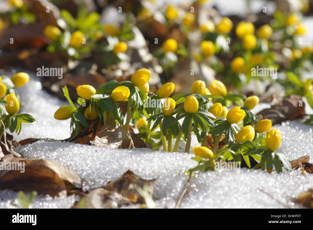 Winter aconites bulbs hi-res stock photography and images - Alamy