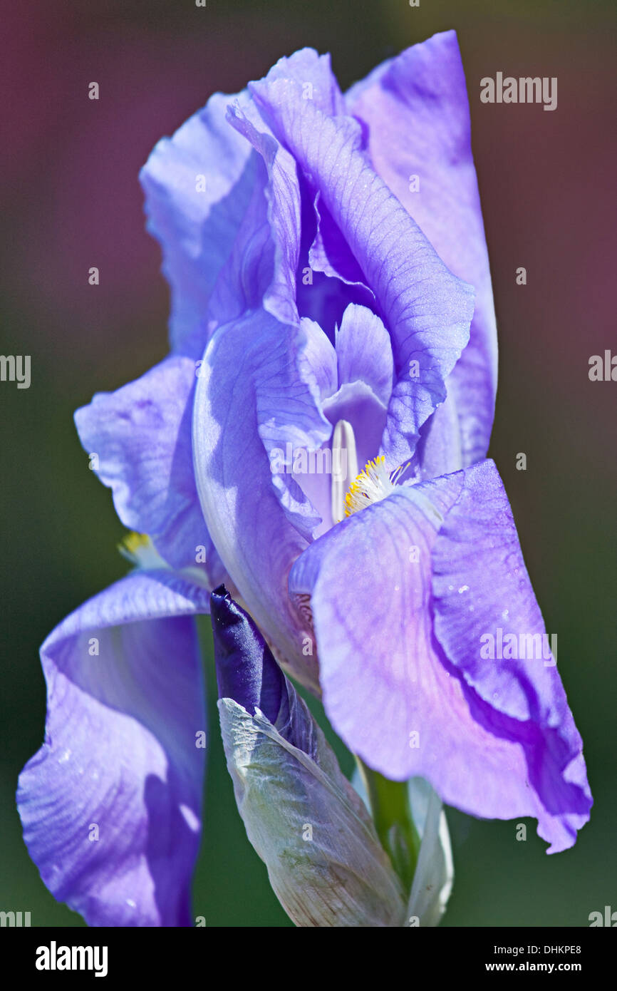 Snap Dragon Flower Stock Photo - Alamy