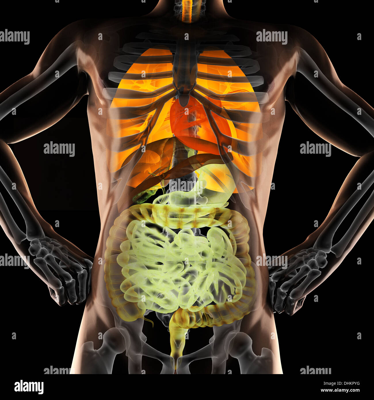 human entrails radiography scan Stock Photo - Alamy