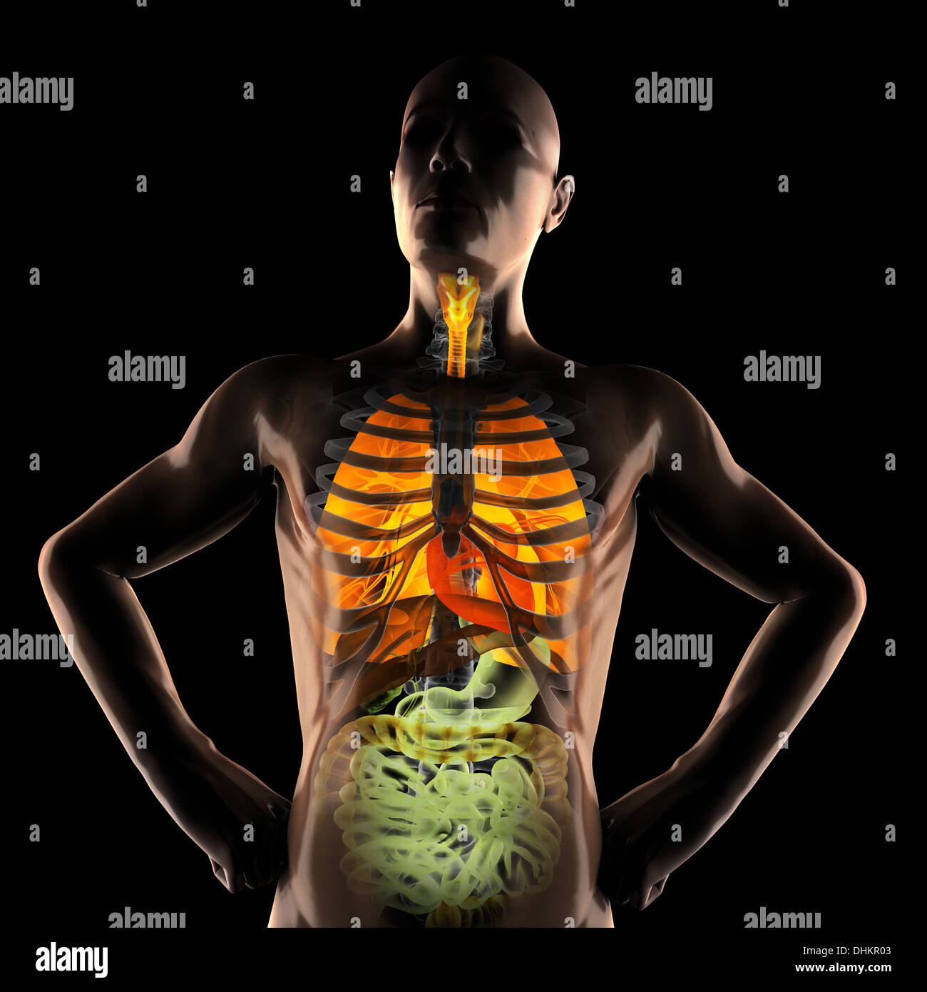 Human Entrails Radiography Scan High Resolution Stock Photography and ...