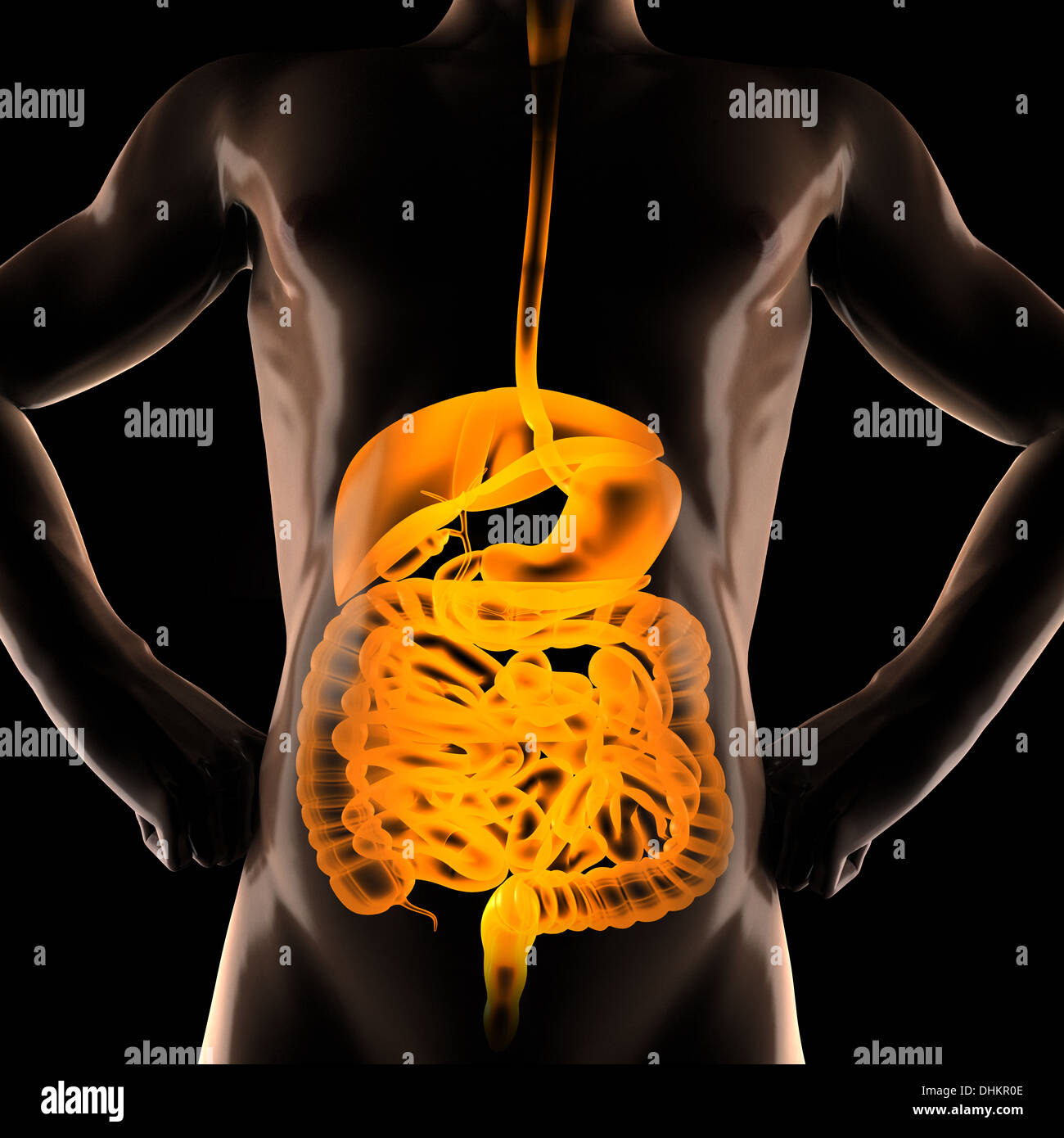Human Entrails Radiography Scan High Resolution Stock Photography and ...