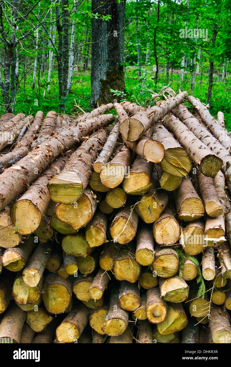 Lumber environment hi-res stock photography and images - Alamy