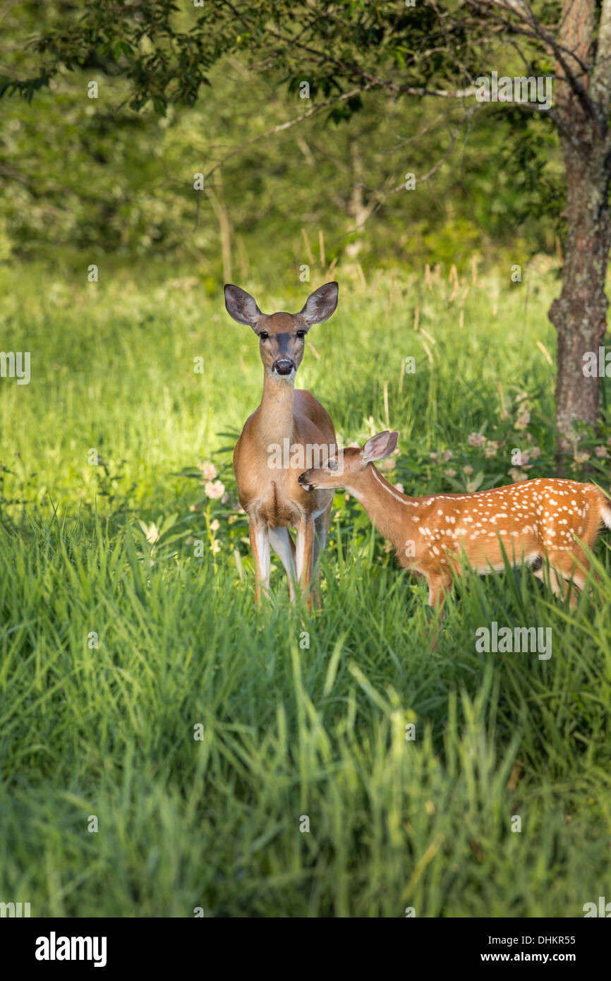 Whitetail deer mom and baby hi-res stock photography and images - Alamy