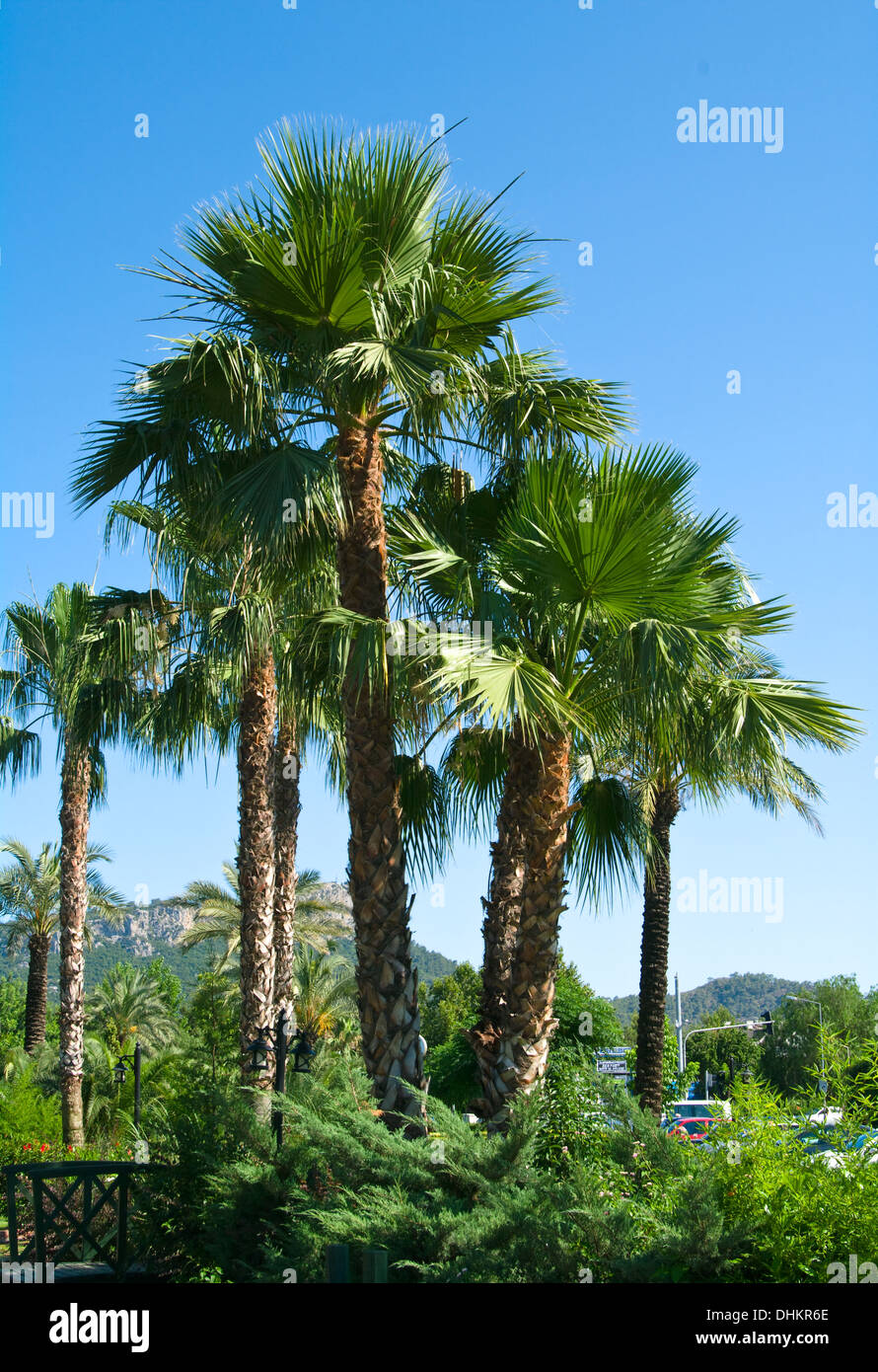 Oasis palms hi-res stock photography and images - Alamy
